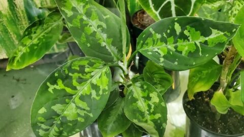 A Complete Guide To Aglaonema Varieties In Australia | Lawn.com.au