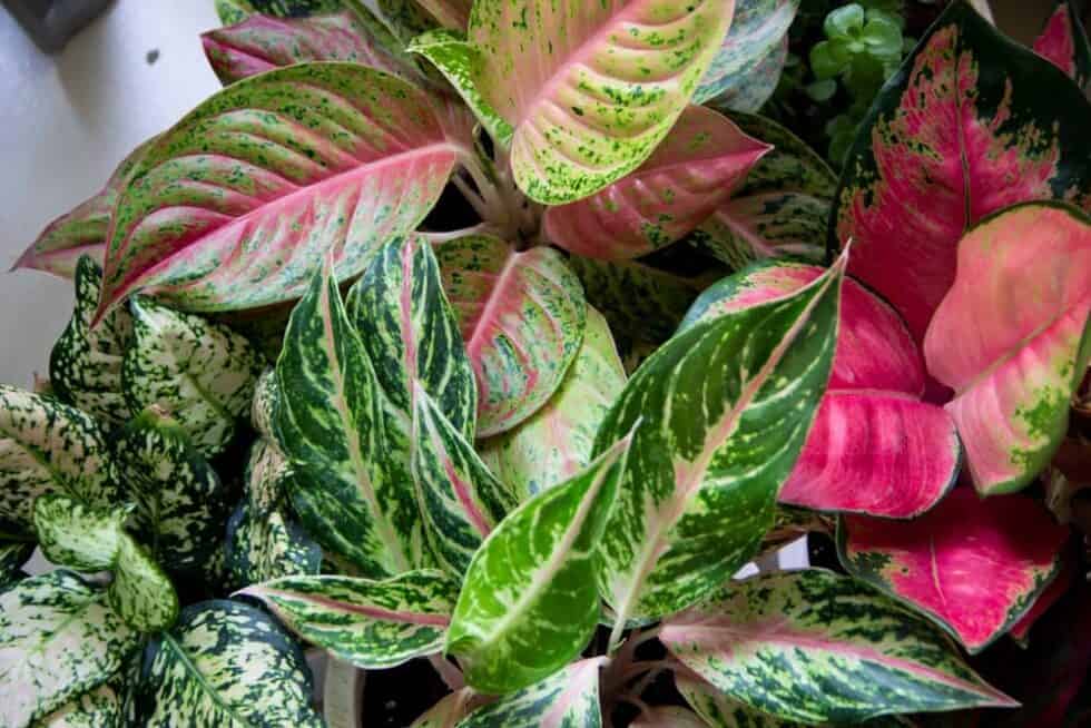 A Complete Guide To Aglaonema Varieties In Australia | Lawn.com.au