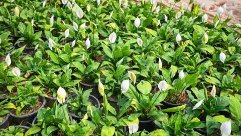 How To Propagate A Peace Lily | Lawn.com.au