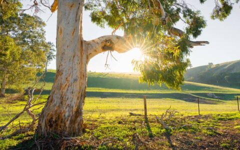 A Complete Guide To Australian Native Trees