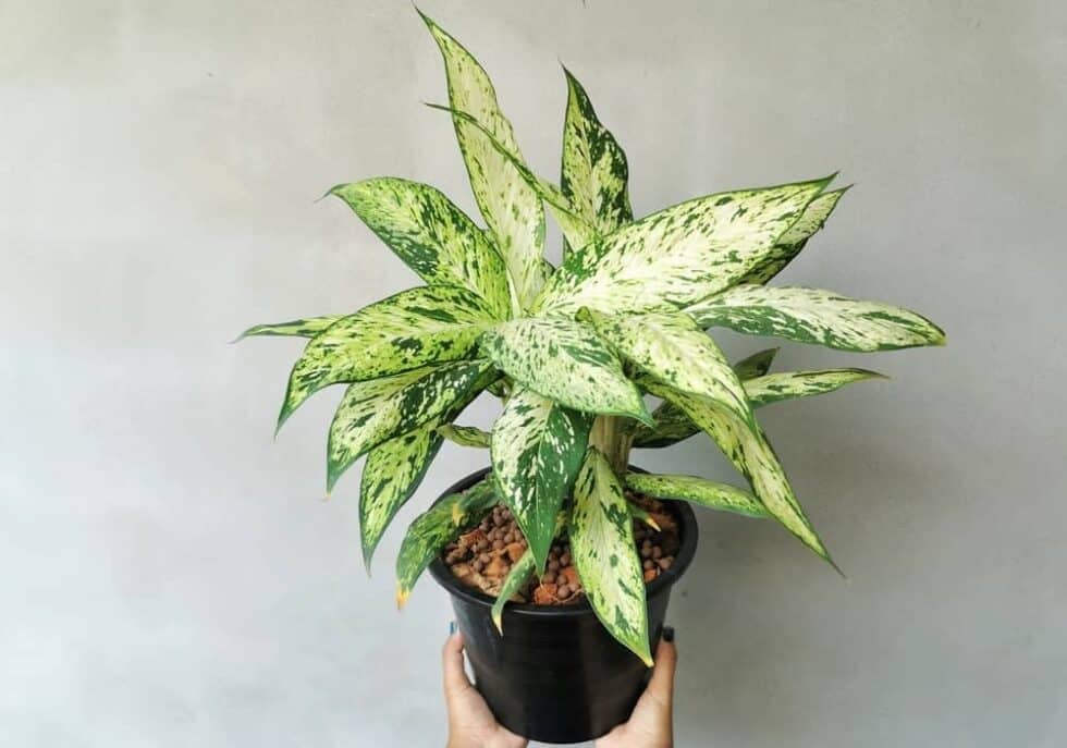 How To Care For An Aglaonema Plant (Chinese Evergreen) | Lawn.com.au