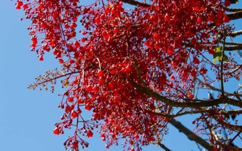 A Complete Guide To Australian Native Trees