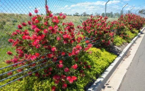A Complete Guide To Australian Native Trees
