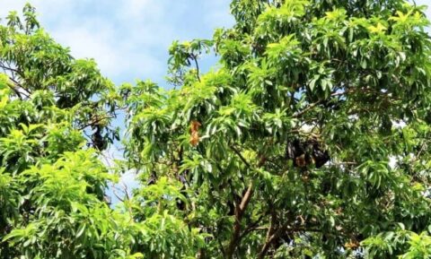 A Complete Guide To Australian Native Trees