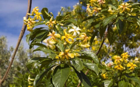 A Complete Guide To Australian Native Trees
