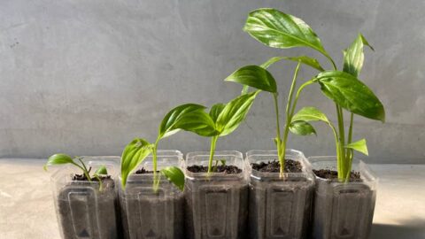 How To Propagate A Peace Lily | Lawn.com.au