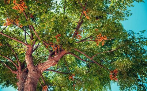 A Complete Guide To Australian Native Trees