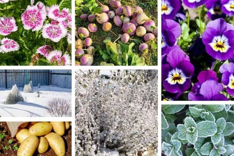 What To Plant In Winter In Australia