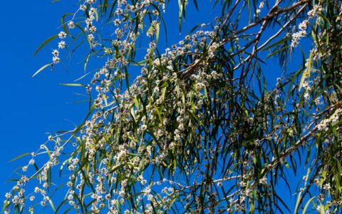 A Complete Guide To Australian Native Trees