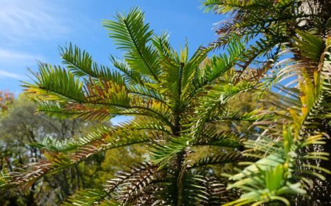 A Complete Guide To Australian Native Trees