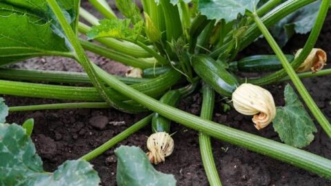 Why Are My Zucchini Leaves Turning Yellow? | Lawn.com.au