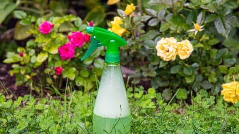 How To Use Lime Sulphur For Roses | Lawn.com.au