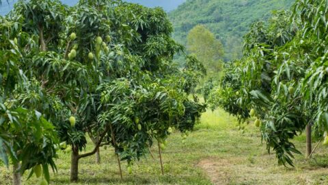 Mango Tree Guide: When To Pick Mangoes | Lawn.com.au