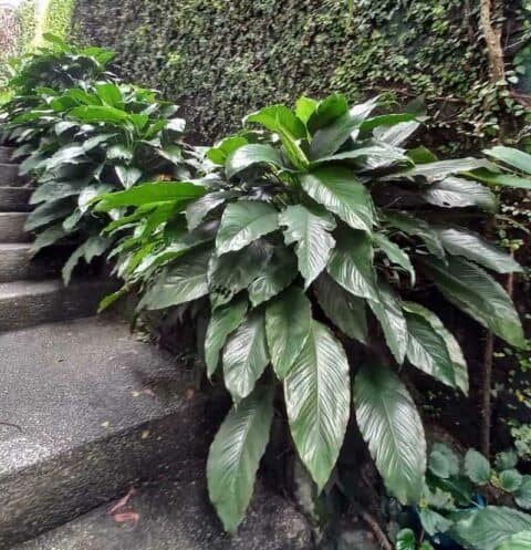Can A Peace Lily Live Outside? Facts And Tips | Lawn.com.au