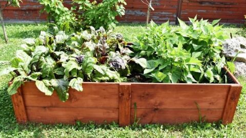 How To Grow Beetroot In Australia