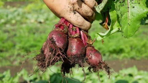 How To Grow Beetroot In Australia