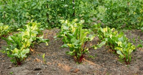 How To Grow Beetroot In Australia
