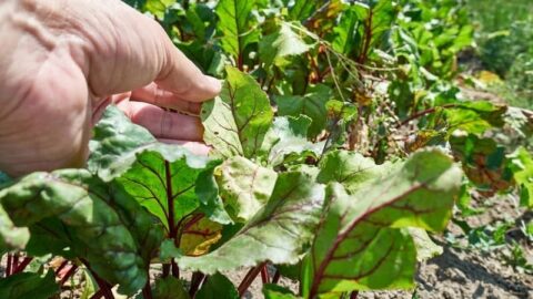 How To Grow Beetroot In Australia