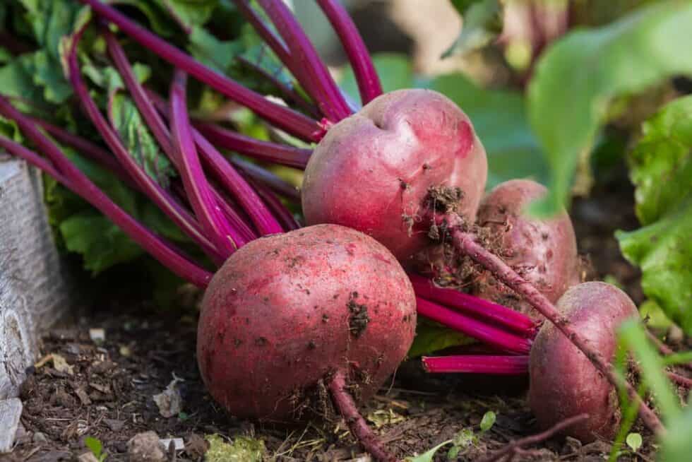 How To Grow Beetroot In Australia