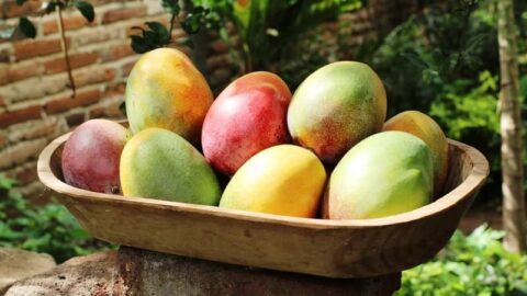 How To Ripen Mangoes Naturally (And Quickly!) | Lawn.com.au