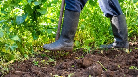 How To Grow Beetroot In Australia