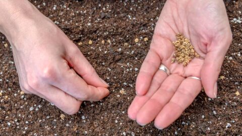 How To Grow Beetroot In Australia