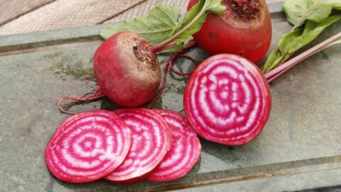 Beetroot Varieties In Australia