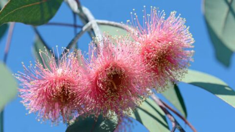 The Best Small Trees For Front Yards In Australia | Lawn.com.au