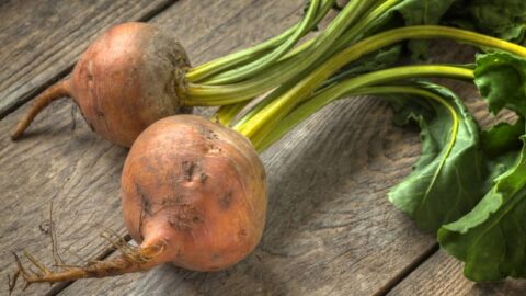 Beetroot Varieties In Australia