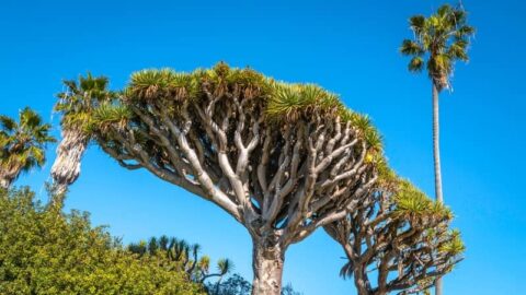 The Best Small Trees For Front Yards In Australia | Lawn.com.au