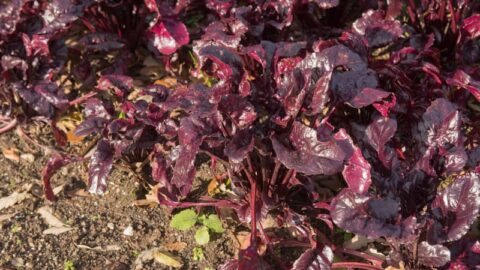 Beetroot Varieties In Australia