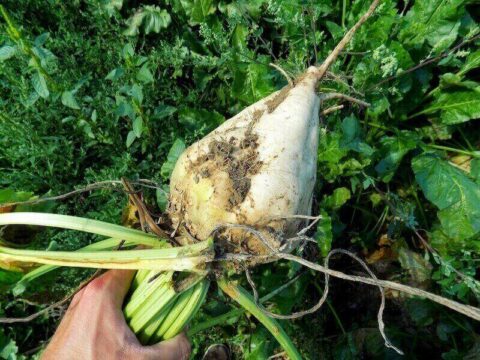 Beetroot Varieties In Australia