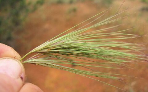 A Complete Guide To Australian Native Grasses