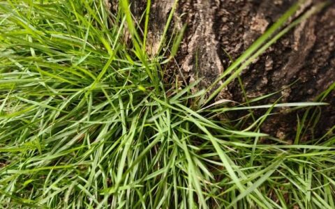 A Complete Guide To Australian Native Grasses