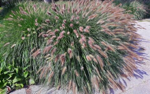 A Complete Guide To Australian Native Grasses