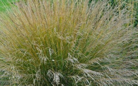A Complete Guide To Australian Native Grasses