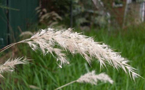 A Complete Guide To Australian Native Grasses