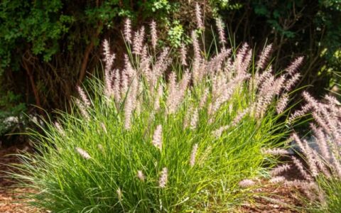 A Complete Guide To Australian Native Grasses