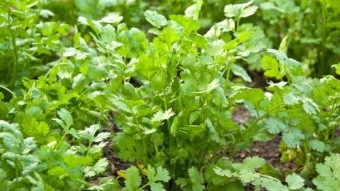 How To Grow Coriander | Lawn.com.au