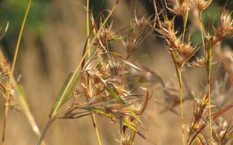 A Complete Guide To Australian Native Grasses