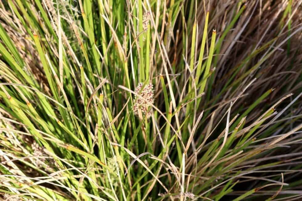 A Complete Guide To Australian Native Grasses