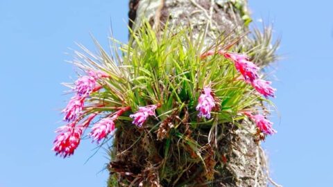 The Complete Air Plant Care Guide