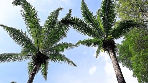 Types Of Palm Trees In Australia