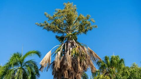 Types Of Palm Trees In Australia