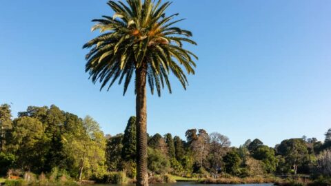 Types Of Palm Trees In Australia