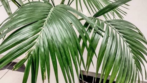 Types Of Palm Trees In Australia