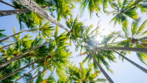 Types Of Palm Trees In Australia