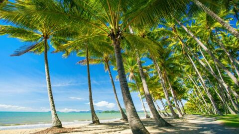 Types Of Palm Trees In Australia