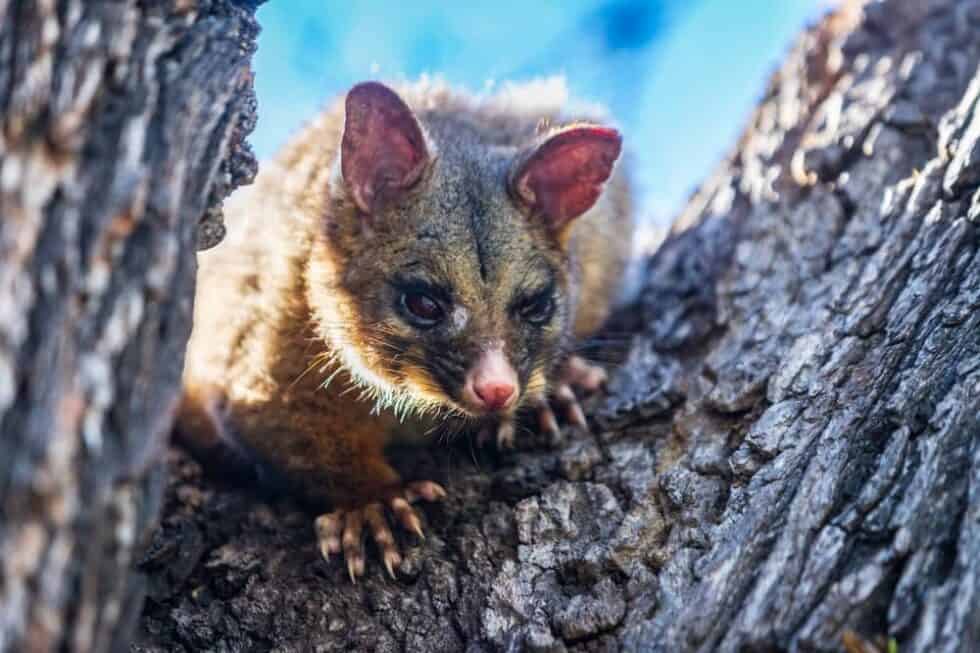 How To Deter Possums From Your Garden