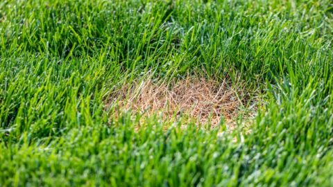 How To Get Rid Of Black Beetles In Your Lawn